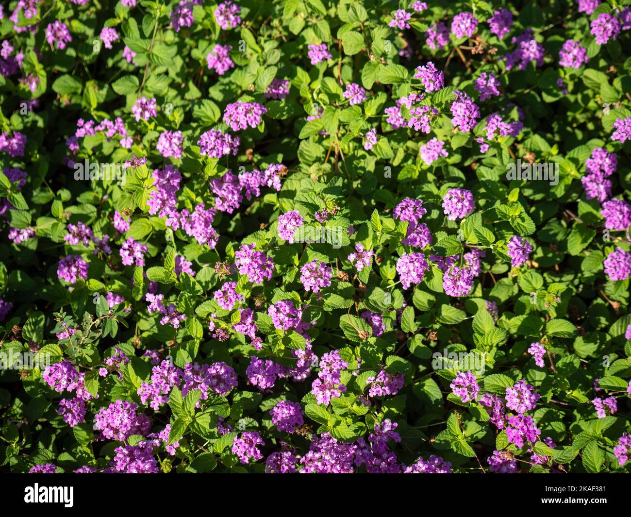 Trailing branch hi-res stock photography and images - Alamy