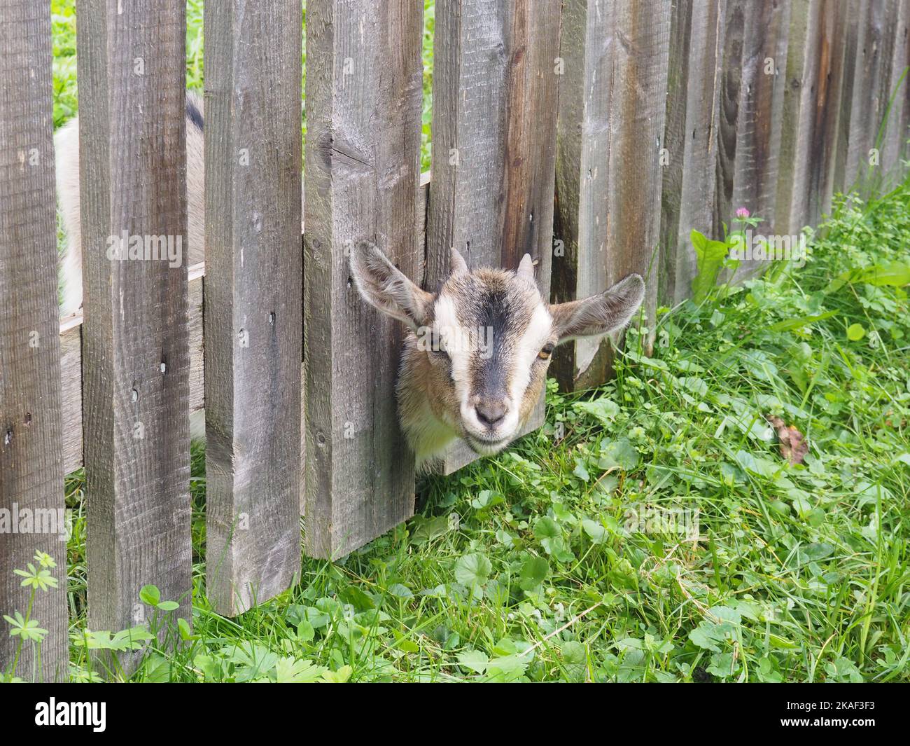 A cute small American Pygmy goat, Capra aegagrus hircus pushing its ...