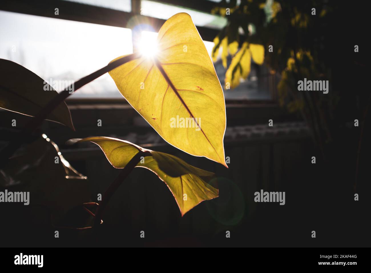 Tropical heart-shaped caladium leaf, sunshine through leaves elephant ...