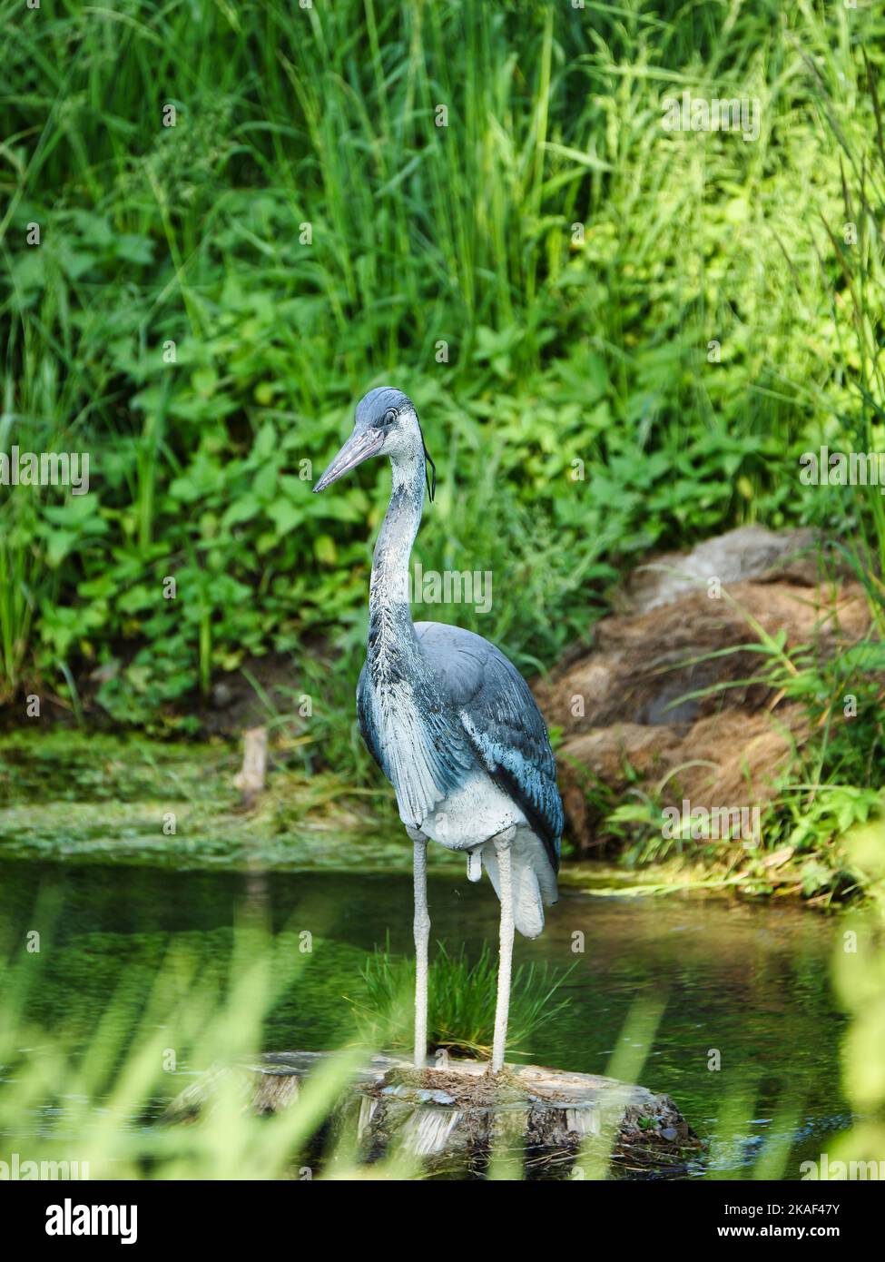 The vertical view of a gray heron statue by the pond in a greenery ...