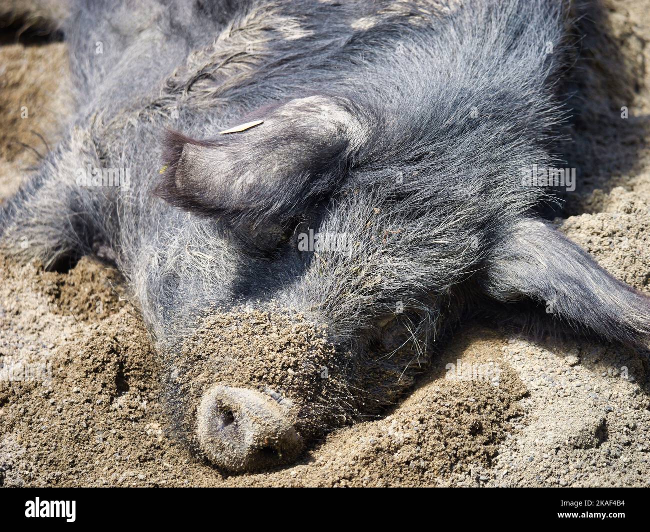 The close-up view of a wild boar sleeping on the soil Stock Photo - Alamy