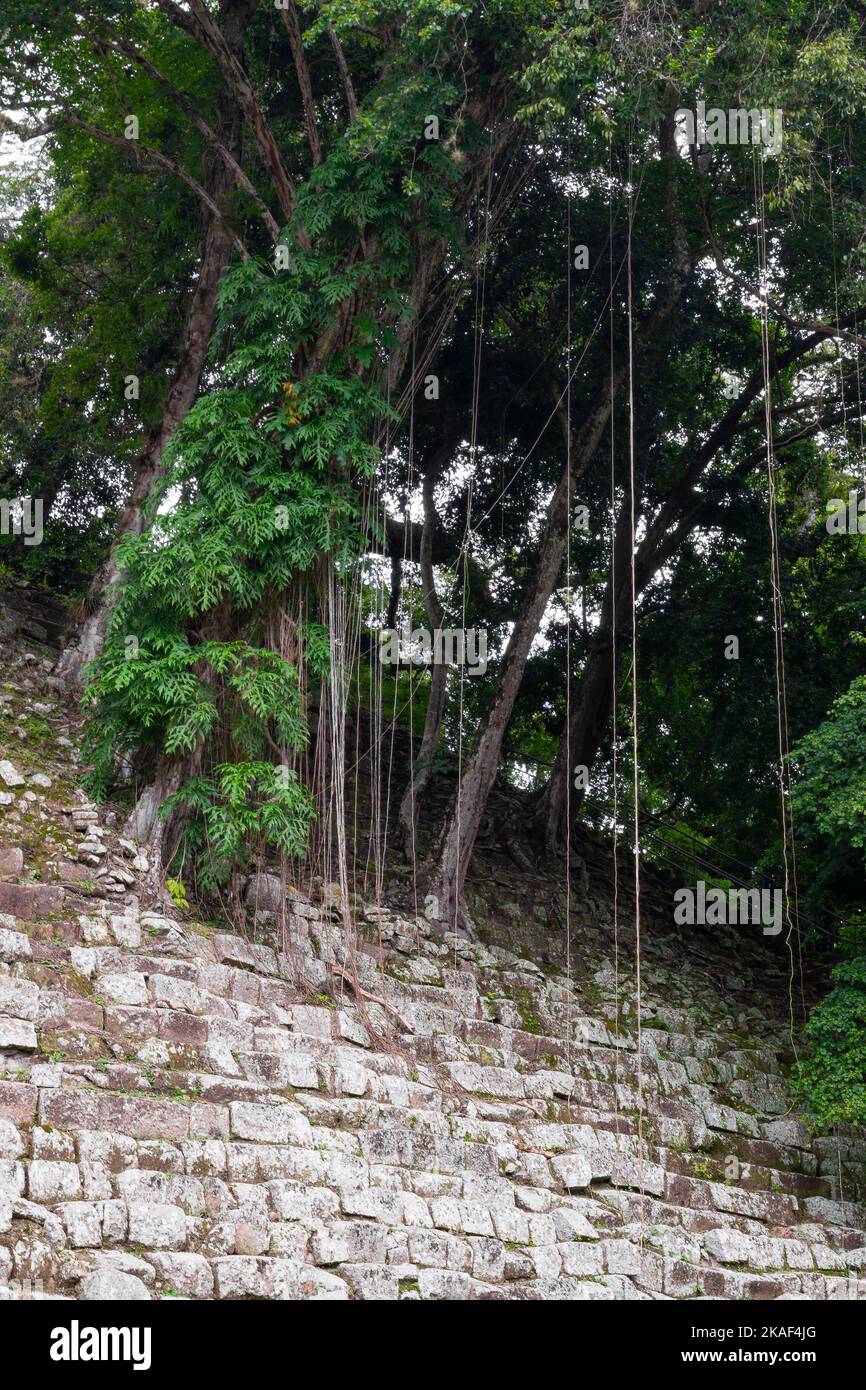 A vertical shot of trees on the ruined buildings of Cupan in Cupan ...