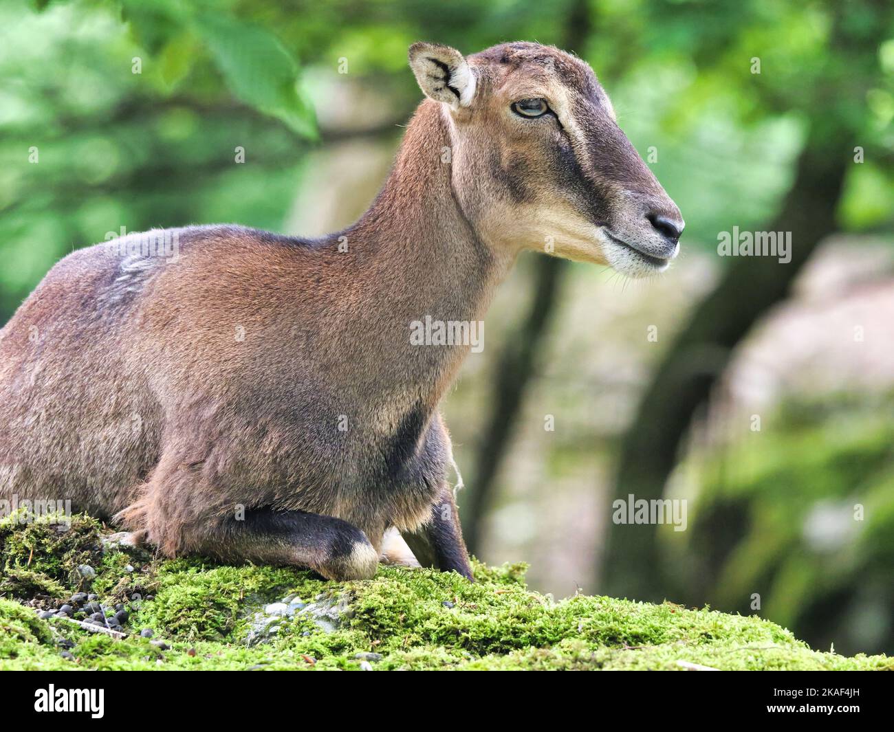 The close-up view of a female goat resting on the grass Stock Photo - Alamy