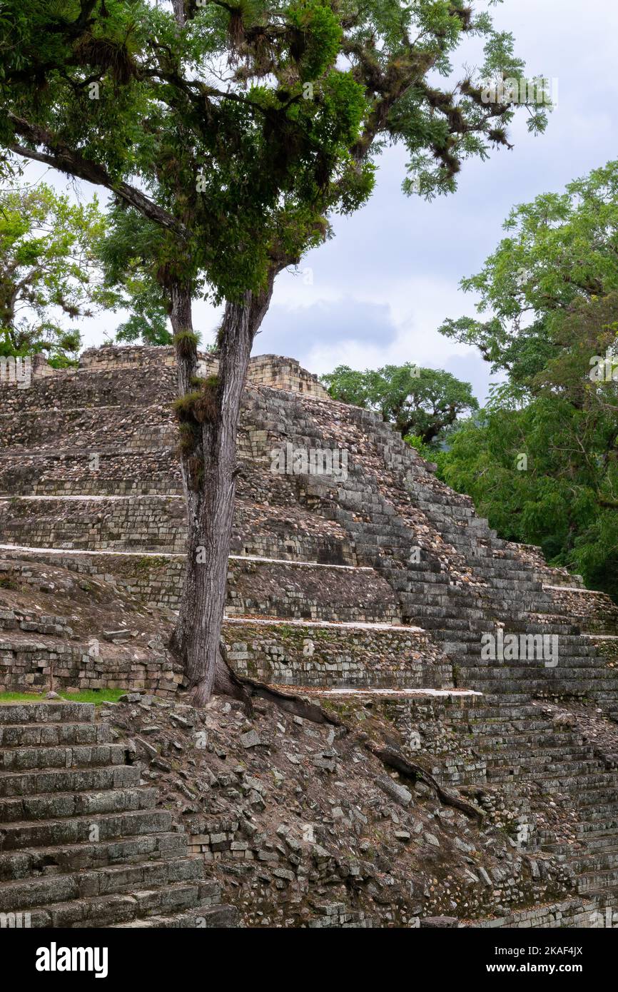 A vertical shot of trees on the ruined buildings of Cupan in Cupan ...