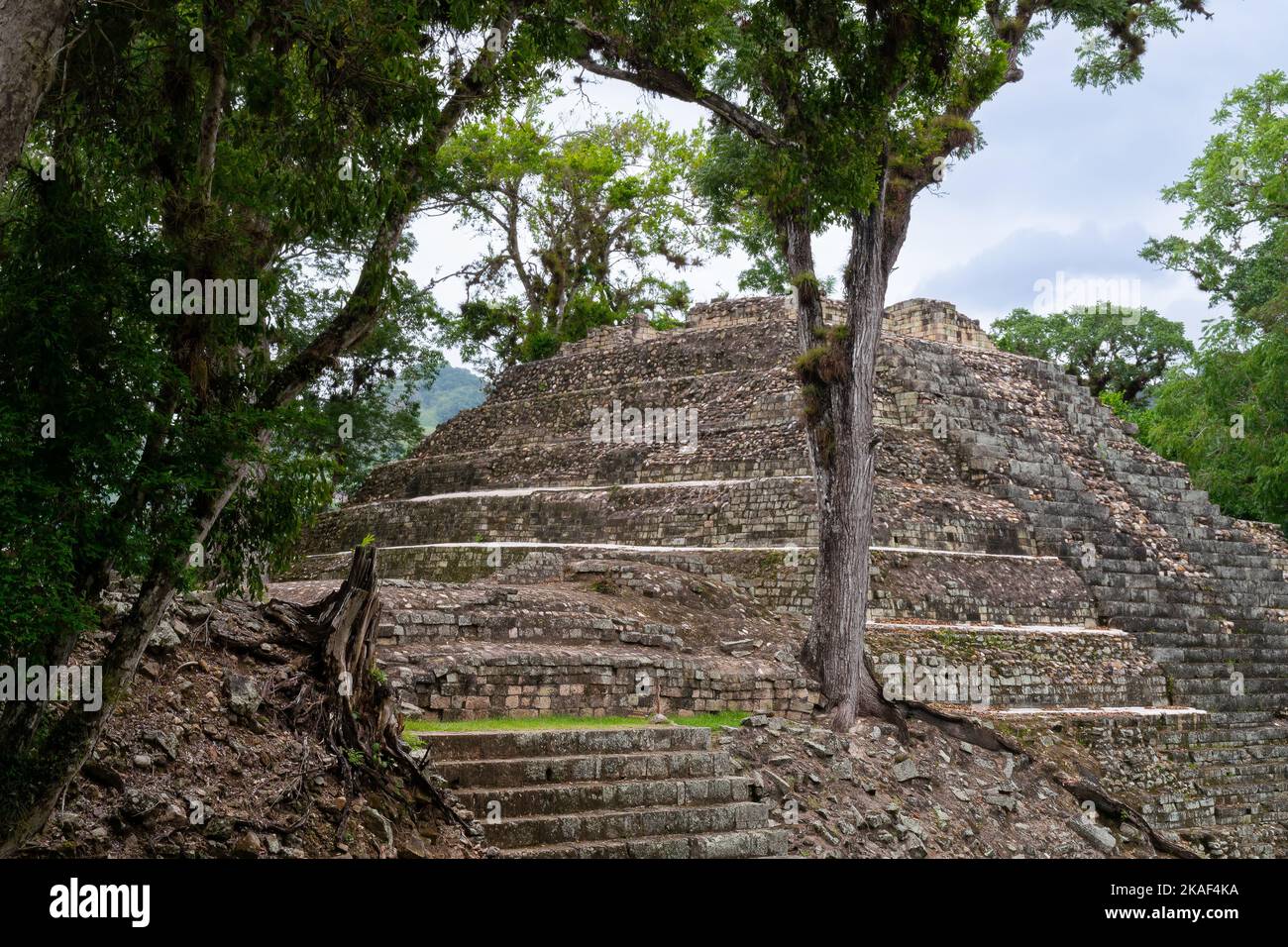 A beautiful shot of trees on the ruined buildings of Cupan in Cupan ...