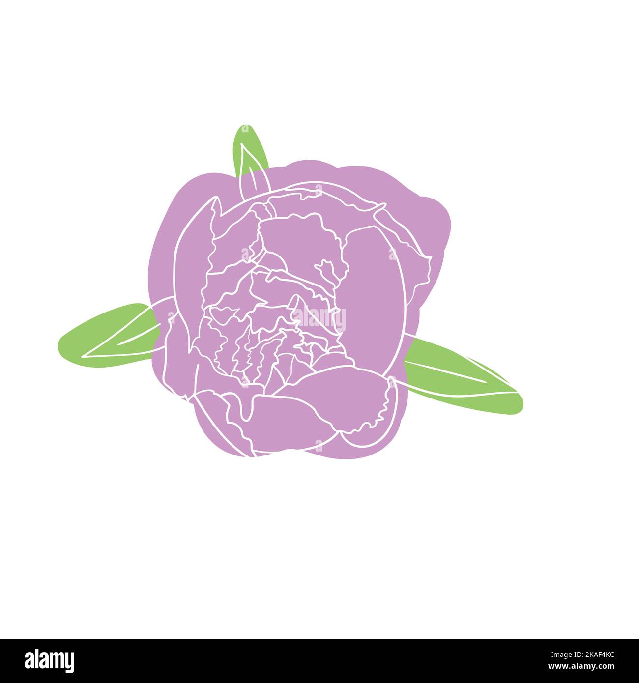 Peony flower. Vector illustration Stock Vector Image & Art - Alamy