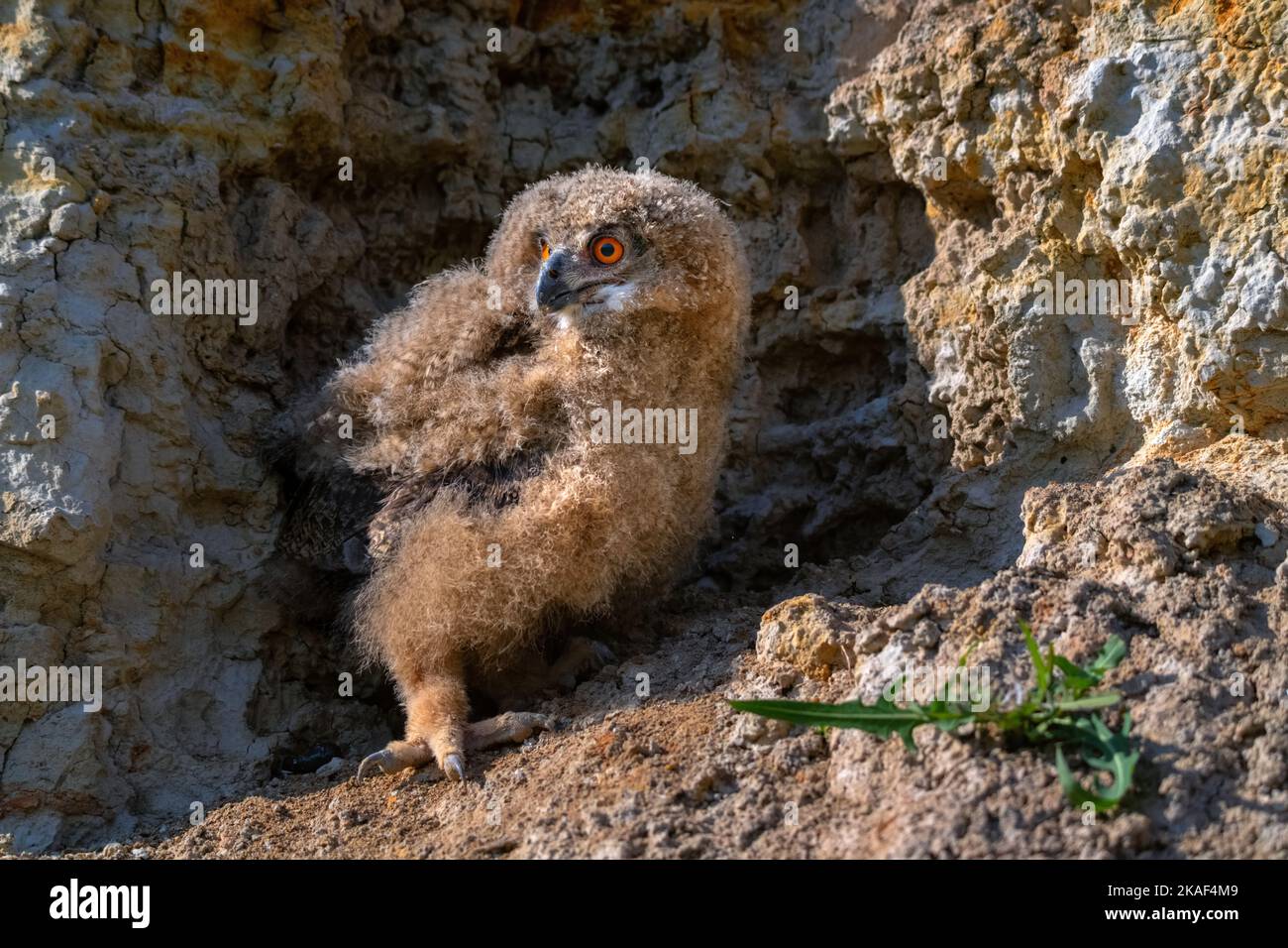 Nestling of Eurasian eagle-owl or Bubo in steppe Stock Photo - Alamy