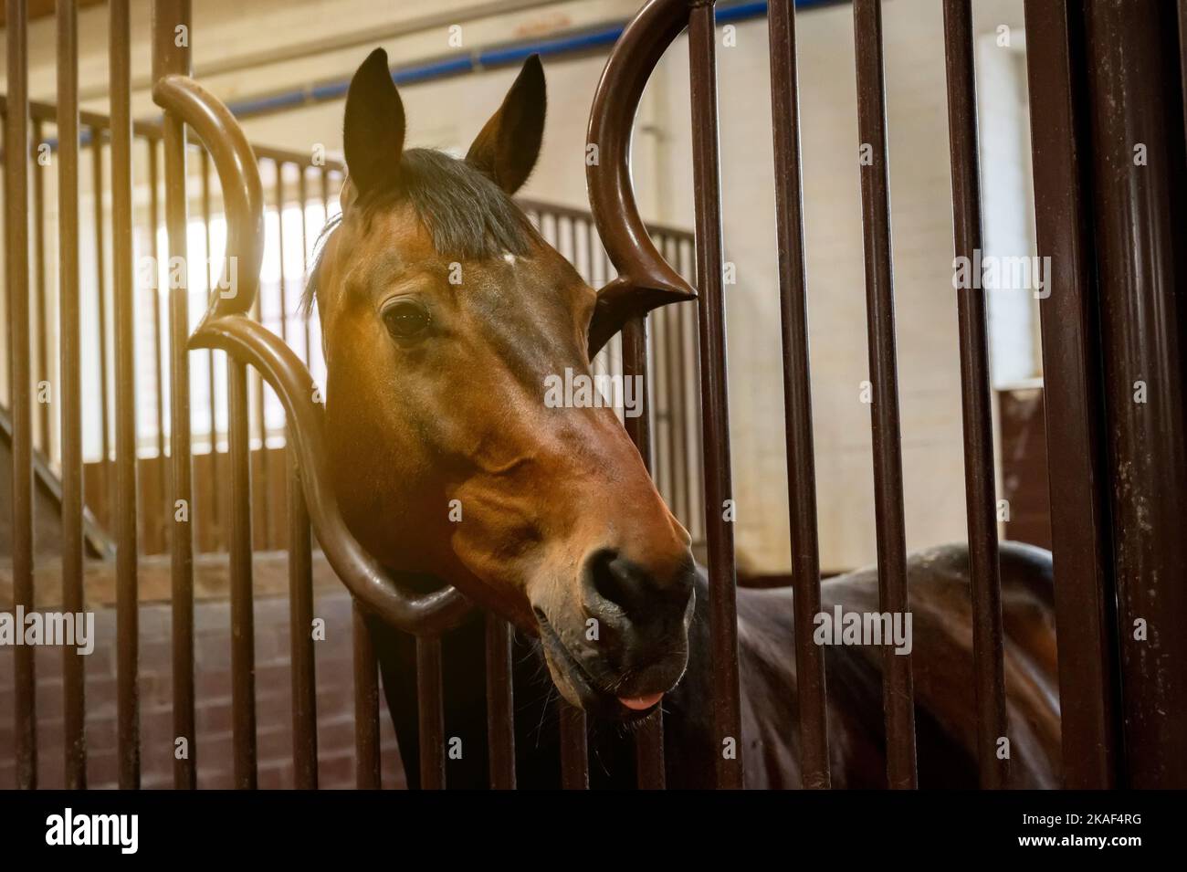 Beautiful horse portrait in warm light in stable Stock Photo - Alamy