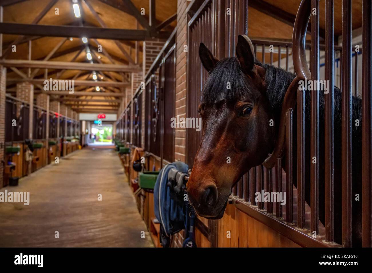 Beautiful horse portrait in warm light in stable Stock Photo - Alamy