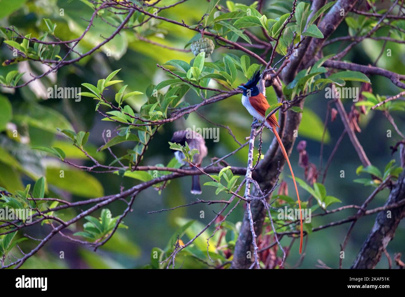 Indian paradise flycatcher or Terpsiphone paradisi perches on a branch ...