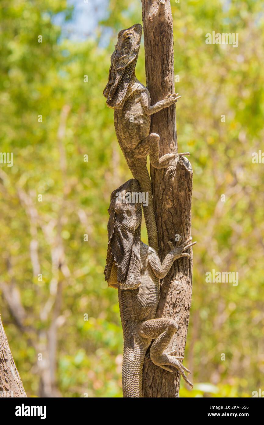 A vertical shot of a frilled-neck lizards climbing a tree branch Stock ...