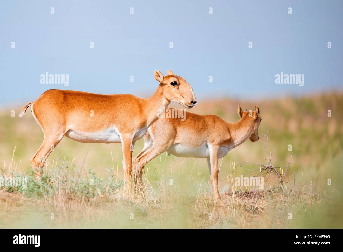 Young saiga antelope or Saiga tatarica walks in steppe Stock Photo - Alamy