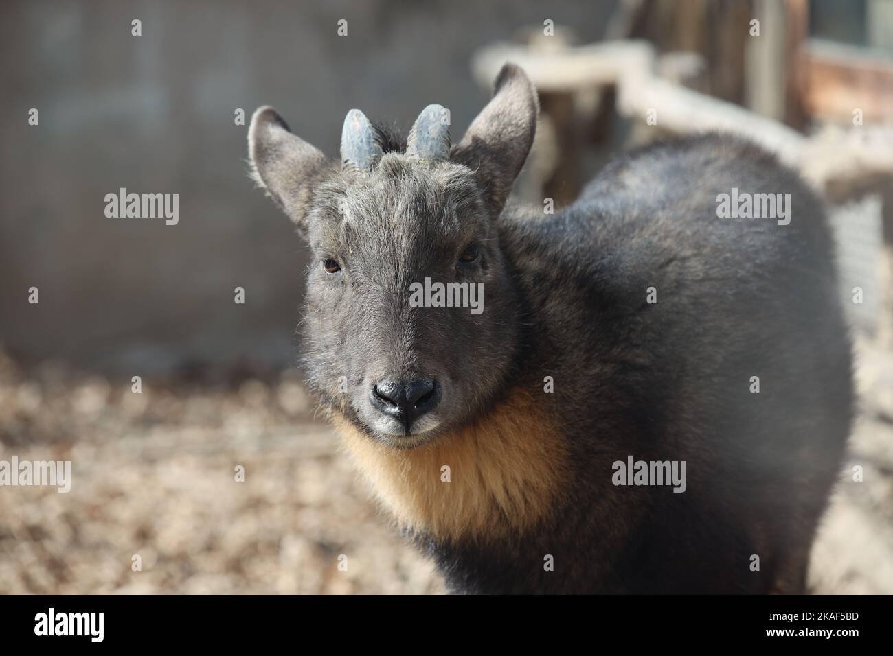A closeup shot of a gray small chinese impala on a farm in daylight ...