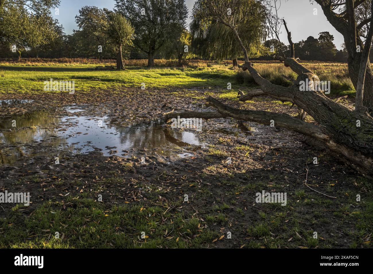 Hurricane flood trees damage hi-res stock photography and images - Alamy