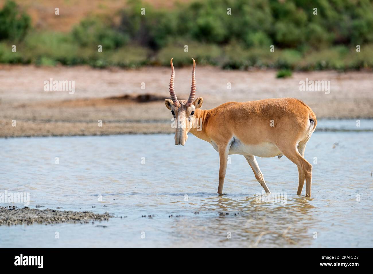 Saiga antelope or Saiga tatarica stands in steppe near waterhole Stock ...