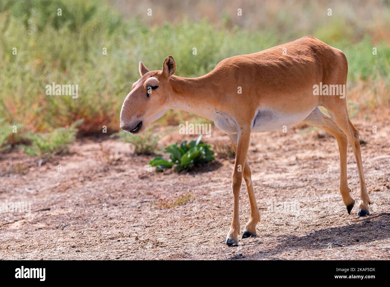 Young saiga antelope or Saiga tatarica walks in steppe Stock Photo - Alamy