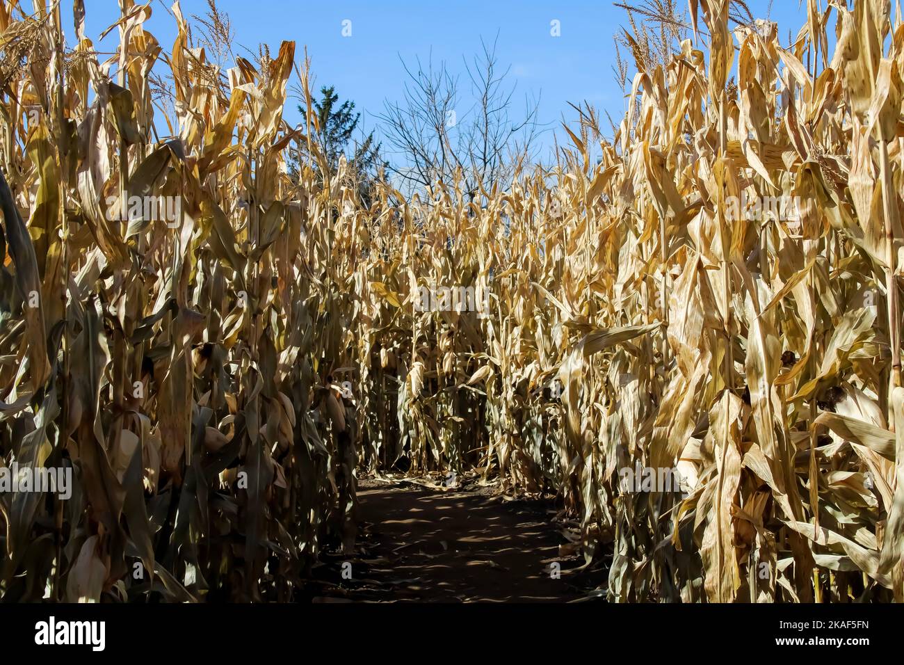 Inside cornfield hi-res stock photography and images - Alamy