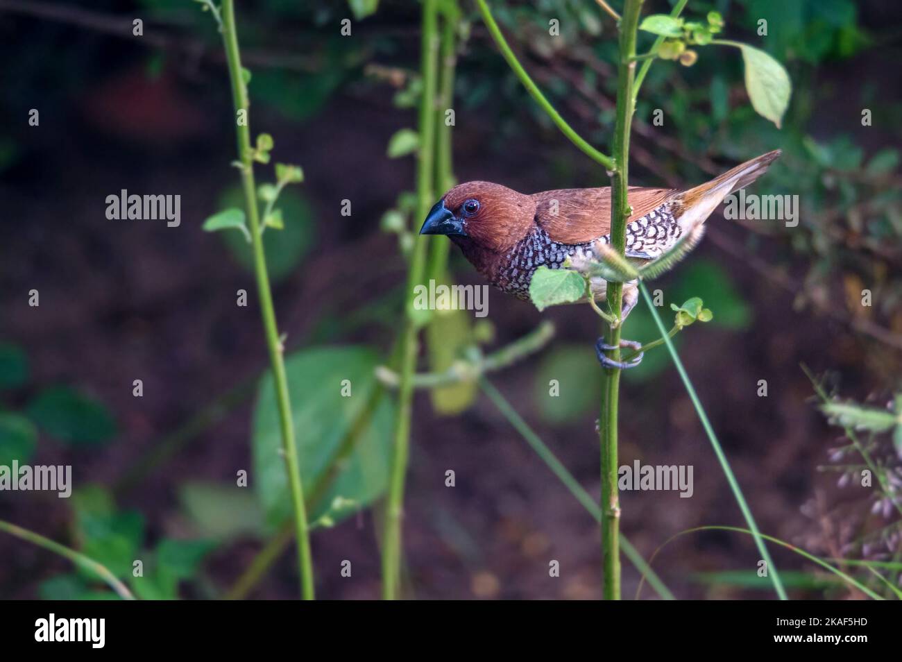 Scaly breasted munia nesting hi-res stock photography and images - Alamy