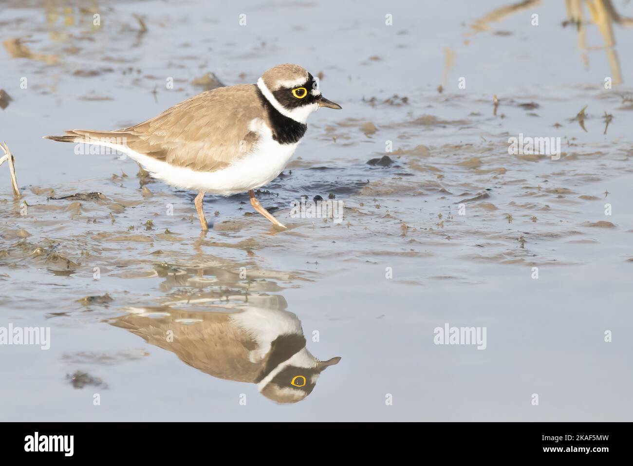 Little Ringed Plover Stock Photo - Alamy