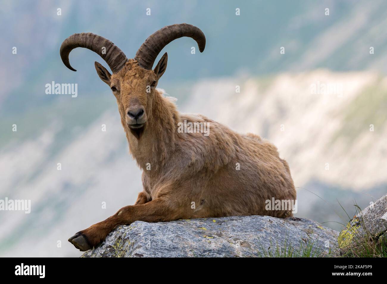 The West Caucasian tur or Capra caucasica Stock Photo - Alamy