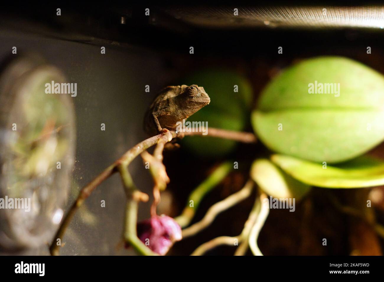 One of the smallest chameleon in the world - Rieppeleon brachyurus ...