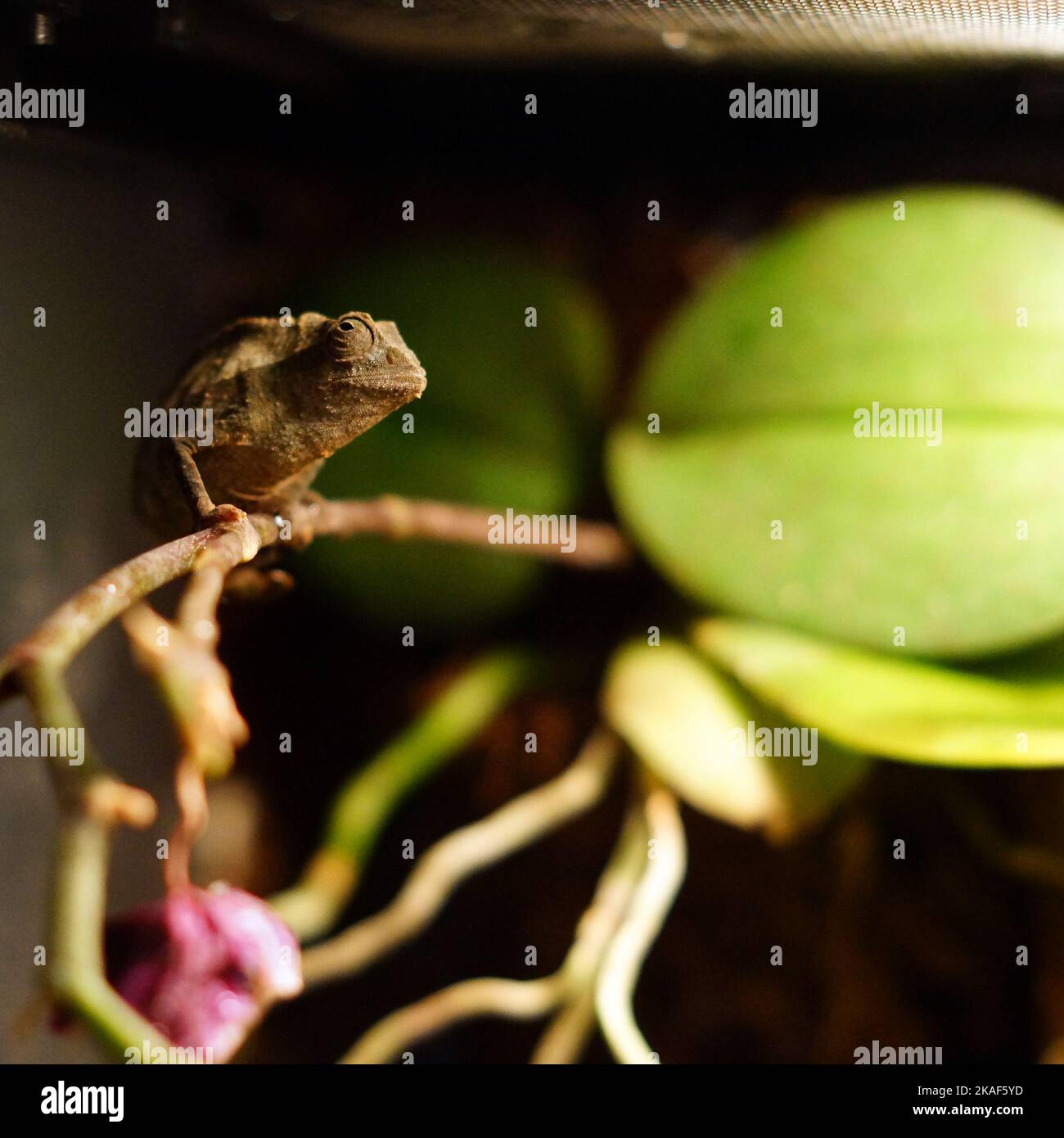 Rieppeleon brachyurus hi-res stock photography and images - Alamy