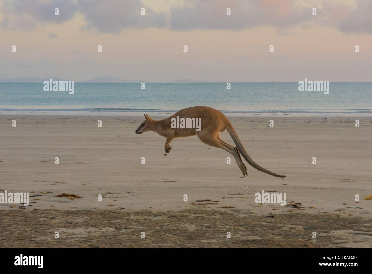 A beautiful view of a kangaroo at the beach Stock Photo - Alamy