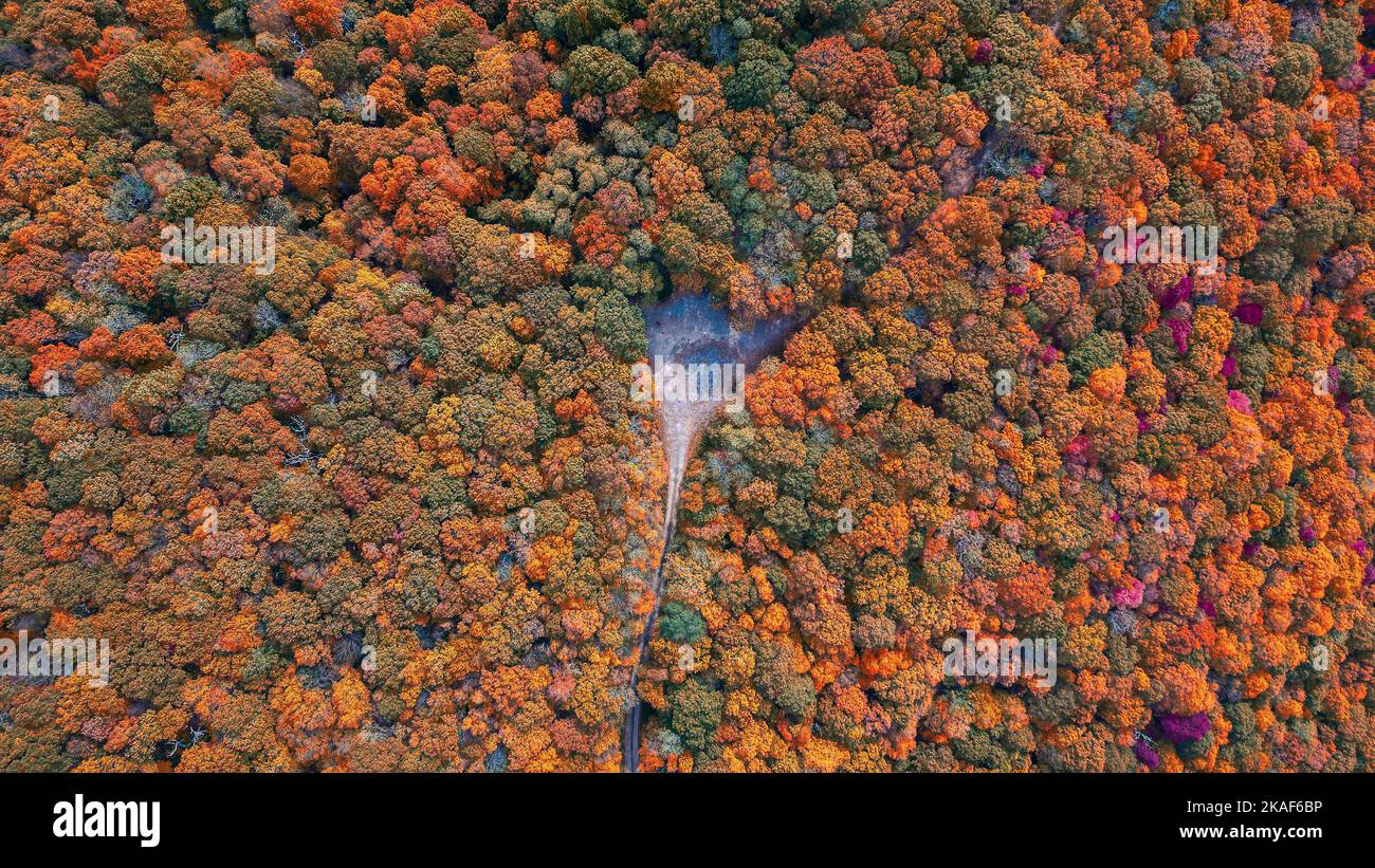 An aerial view of the wide autumn trees in the forest Stock Photo - Alamy