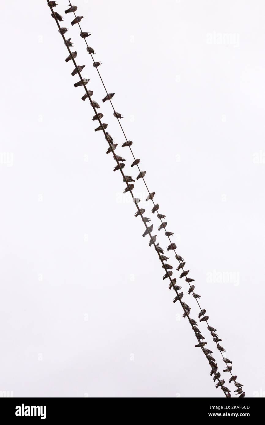 Glasgow pigeons hi-res stock photography and images - Alamy