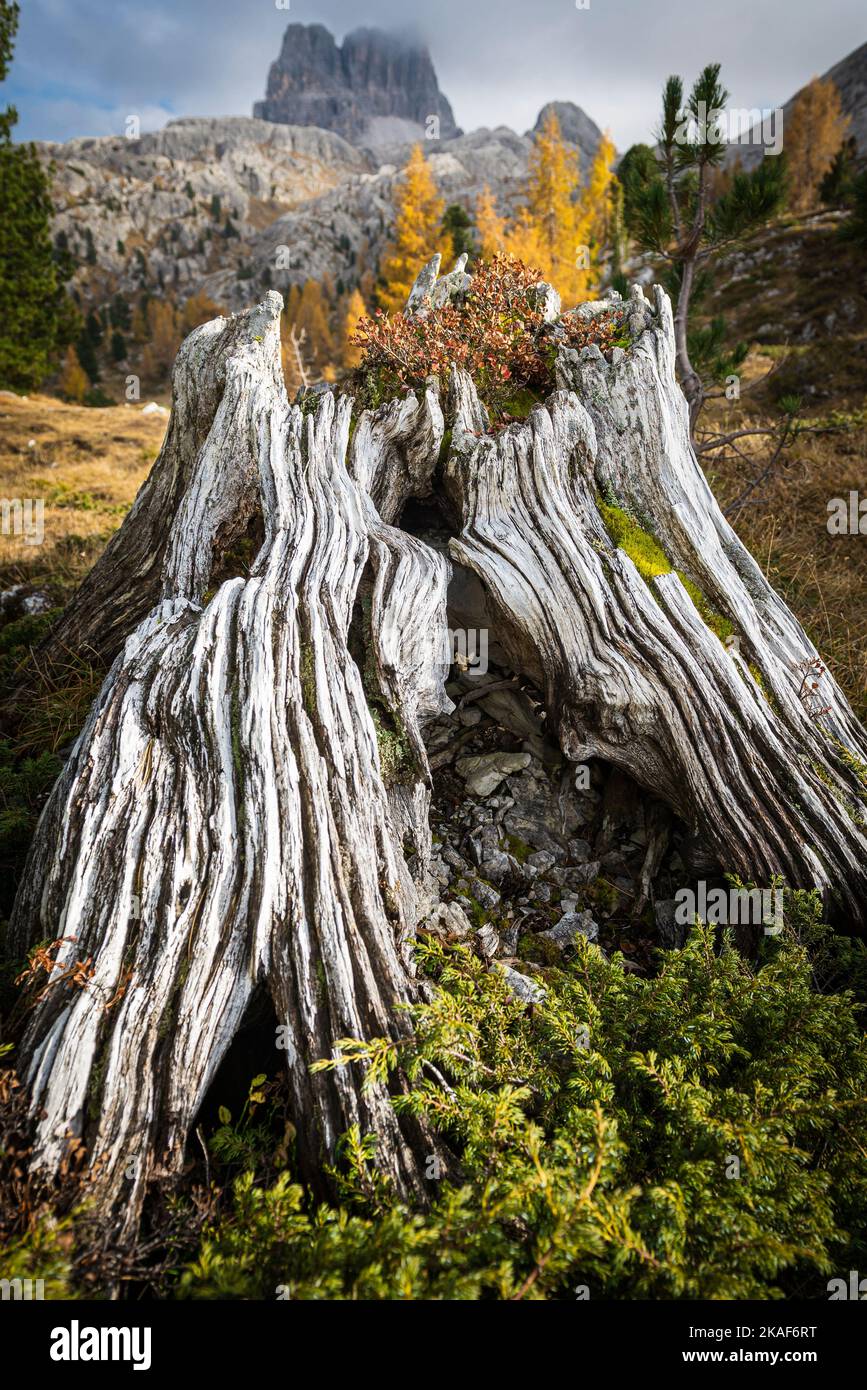 Mosses and shrubs and gnarled' bark on a tree stump in the mountain ...