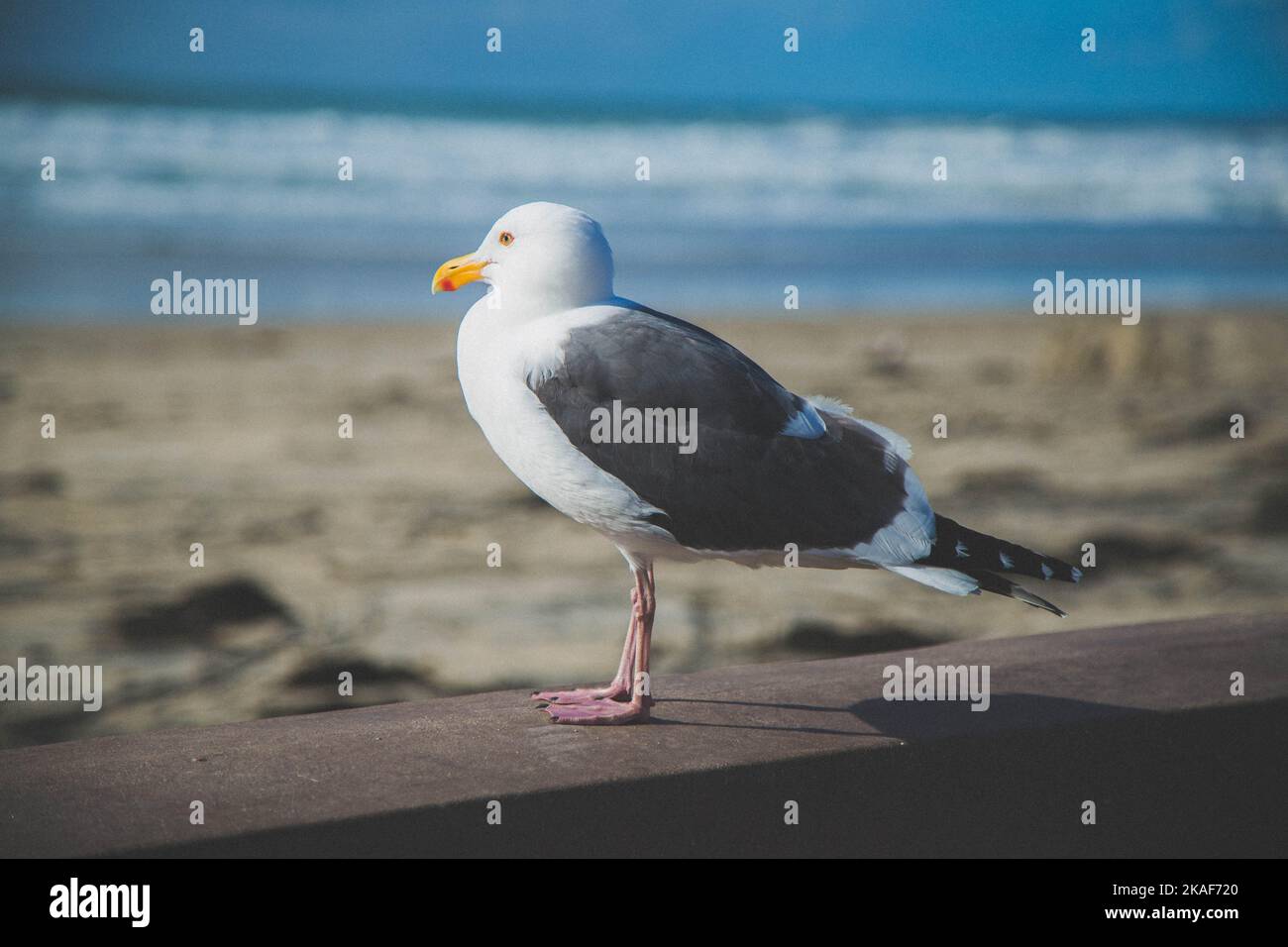 A side view of European herring gull posing on sandy seashore Stock ...
