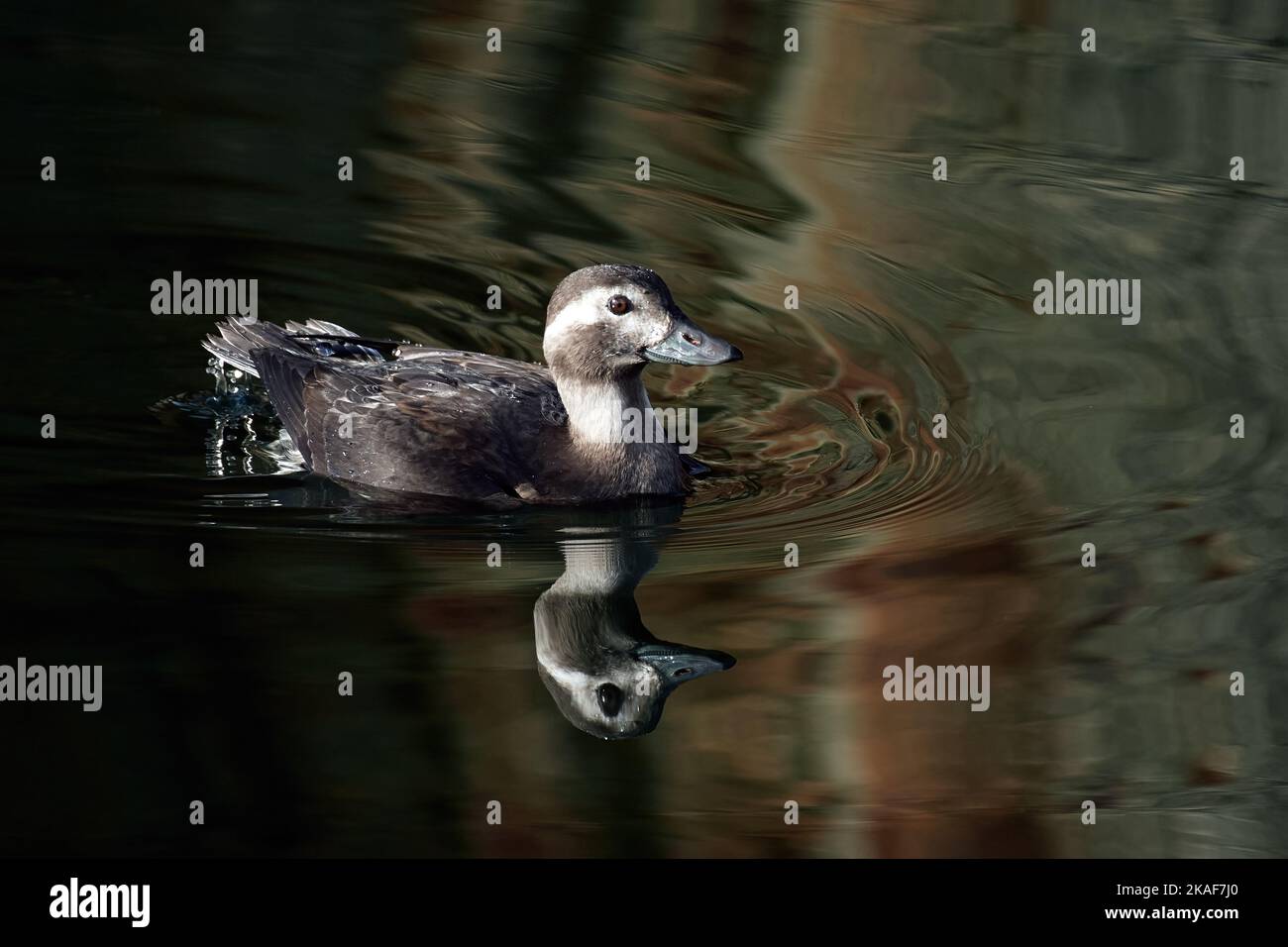 Scottish duck hi-res stock photography and images - Alamy