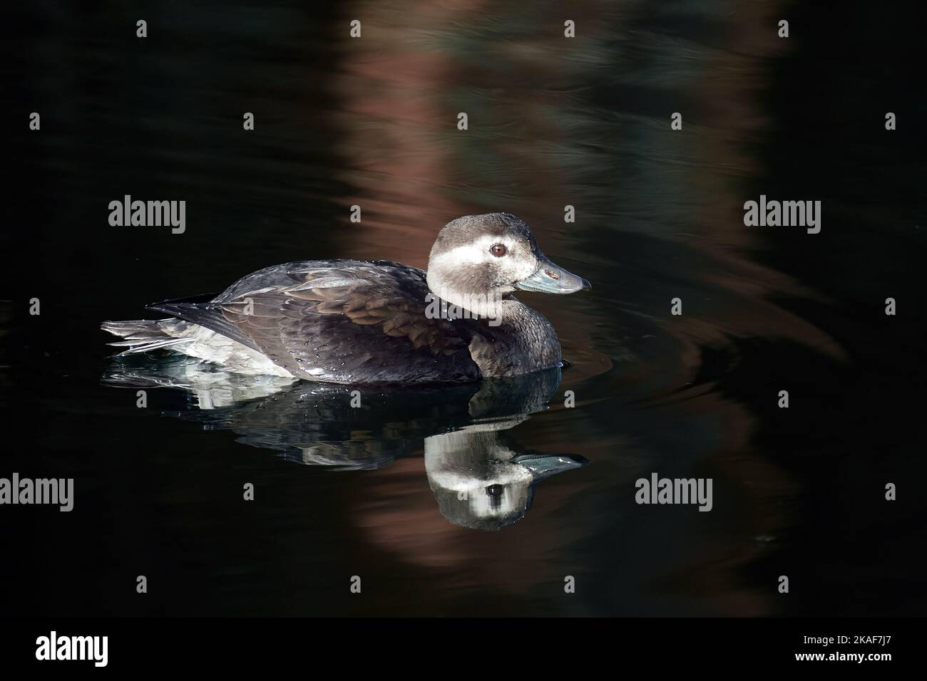 Moving duck hi-res stock photography and images - Alamy