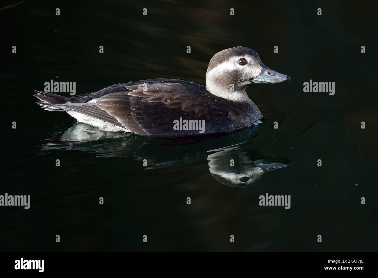 Scottish duck hi-res stock photography and images - Alamy