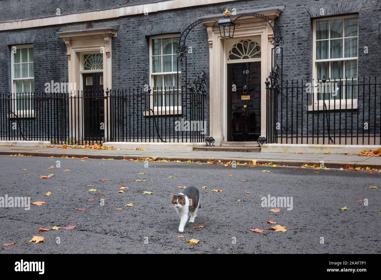 Downing Street, London, UK. Larry, brown and white tabby cat and Chief ...