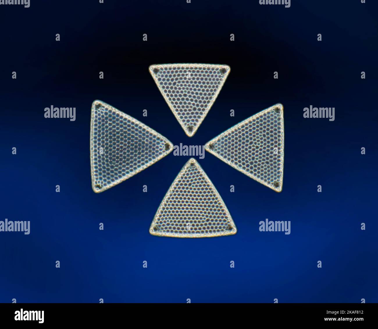 Triceratium hi-res stock photography and images - Alamy