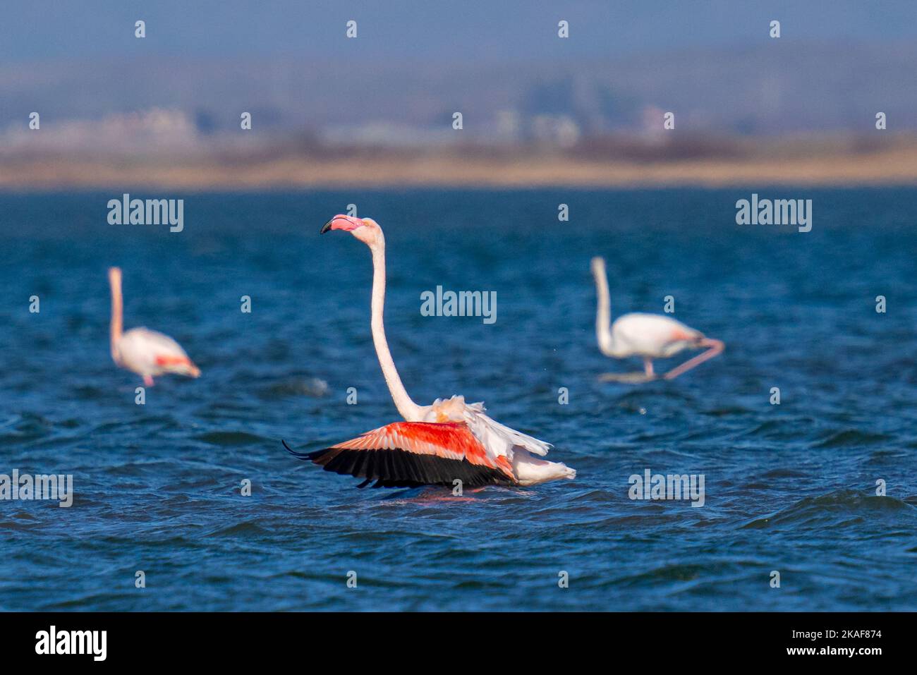 A view of beautiful flamingos swimming in blue water Stock Photo - Alamy