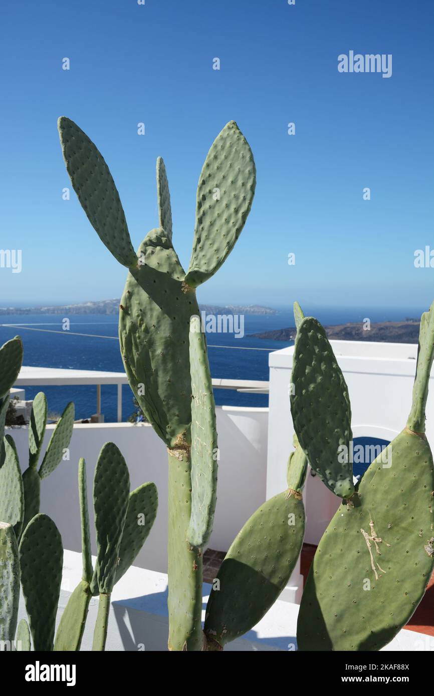 Cactus mickey mouse hi-res stock photography and images - Alamy