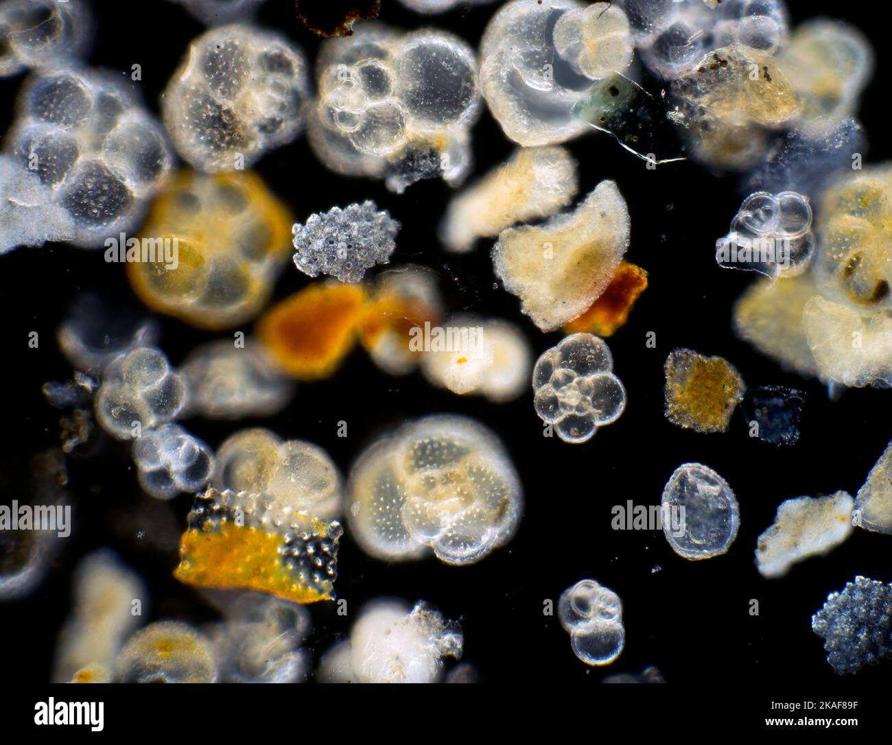 Foraminifera and fossil hi-res stock photography and images - Alamy