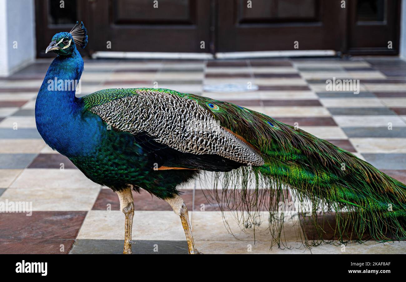 A close-up shot of a beautiful peacock standing near a building ...