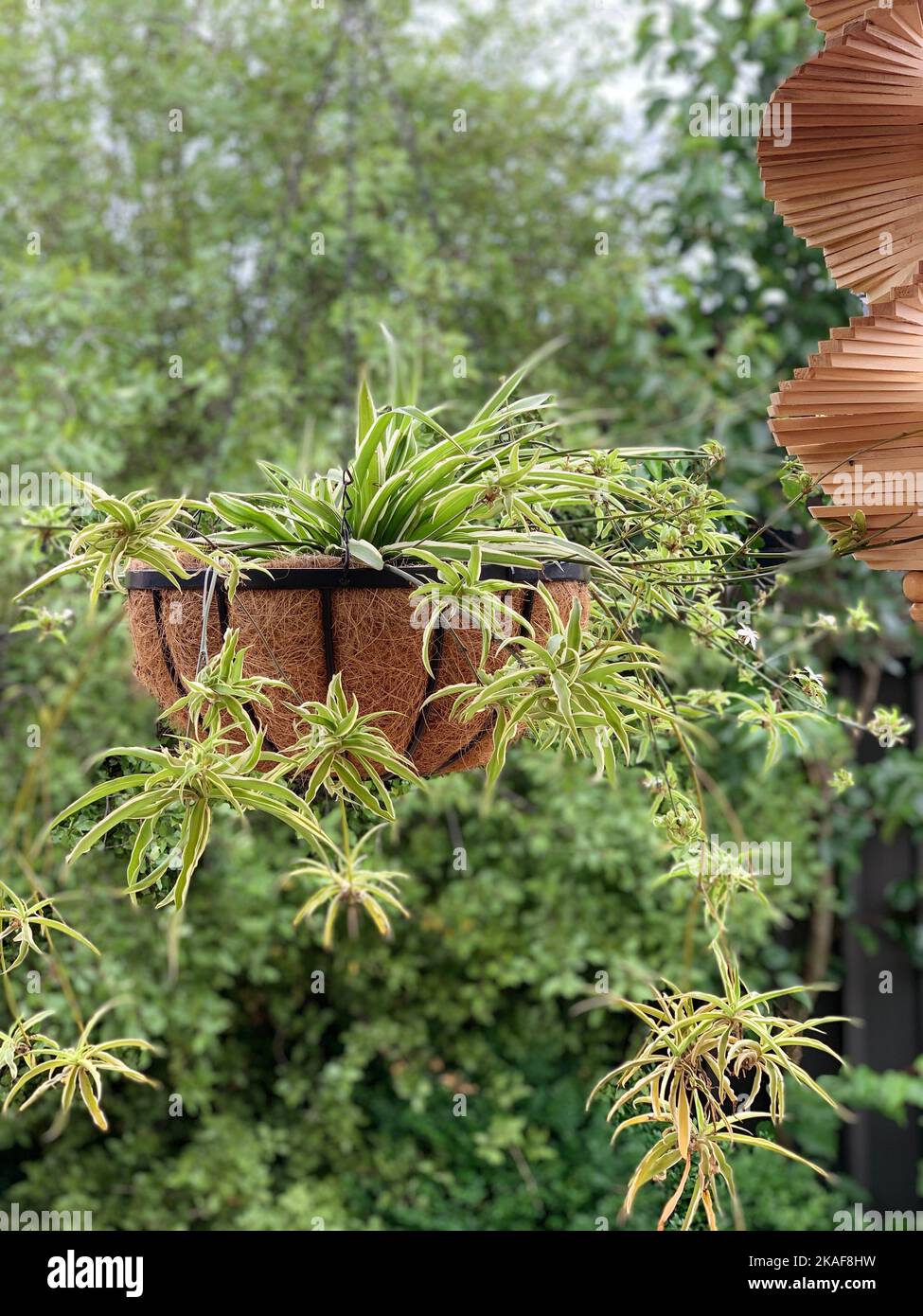 A vertical close-up shot of a spider plant growing in a pot Stock Photo ...