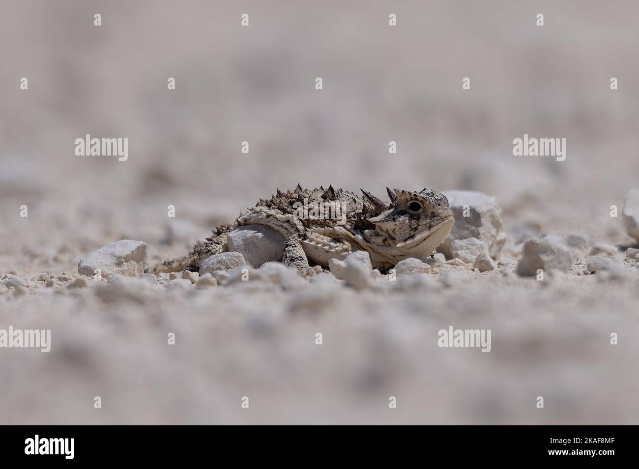 A texas horned lizard hi-res stock photography and images - Alamy