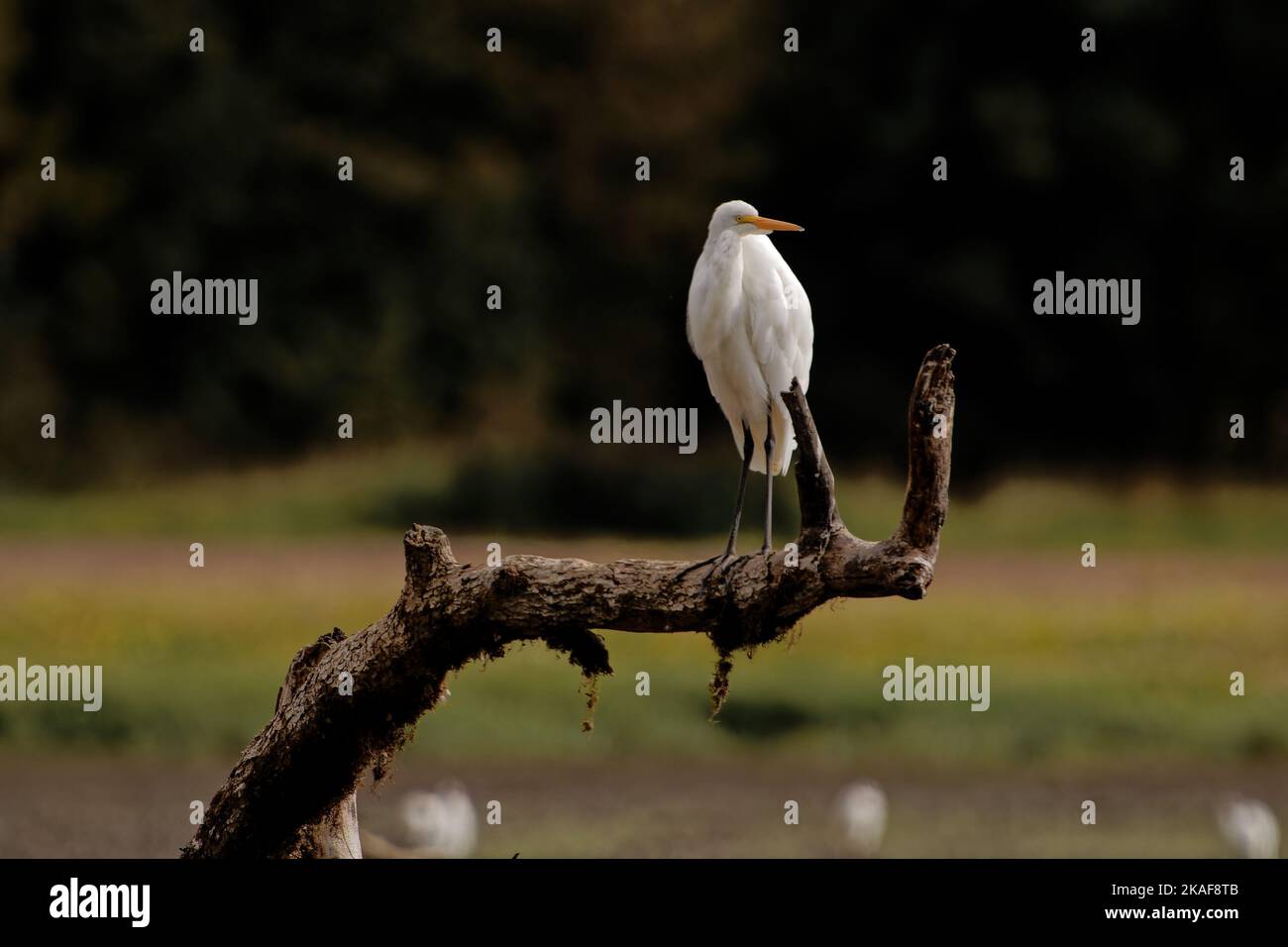 A closeup shot of a white egret on the tree branch Stock Photo - Alamy