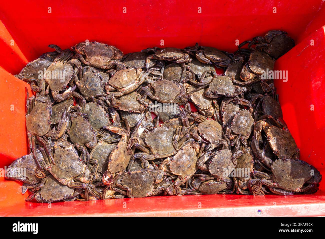Fresh Caught Box of Velvet Swimming Crabs Stock Photo - Alamy