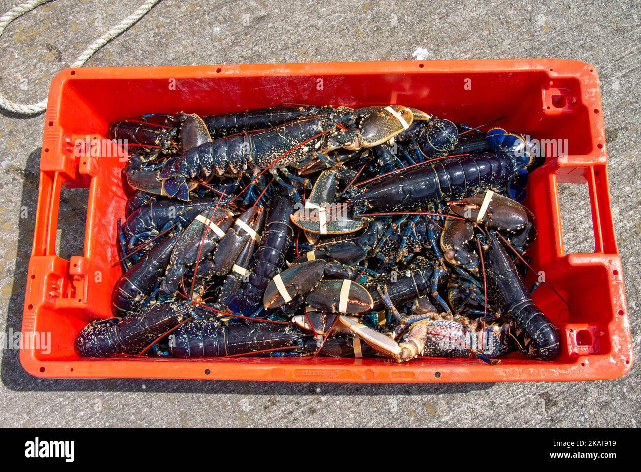 Fresh caught box of Lobsters Stock Photo - Alamy