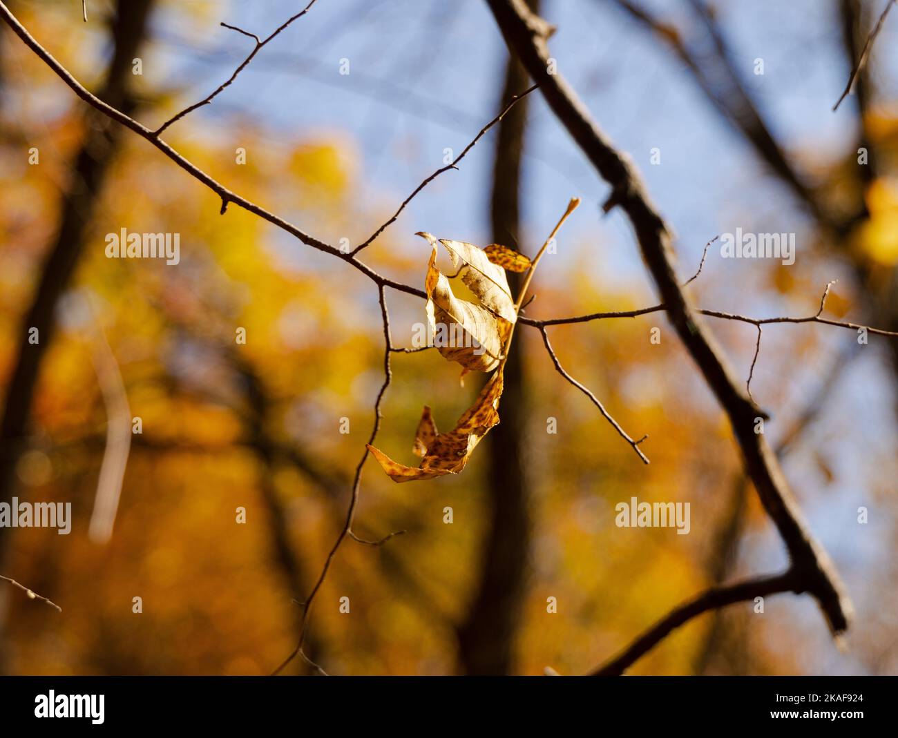 A closeup of a single yellow leaf on a thin tree branch captured in a ...