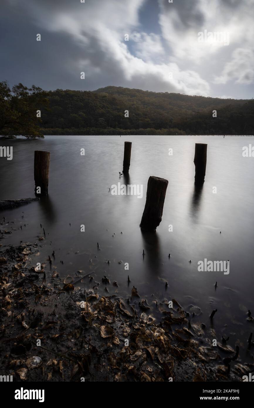 A vertical shot of old tree logs in Brisbane Water National Park on the ...