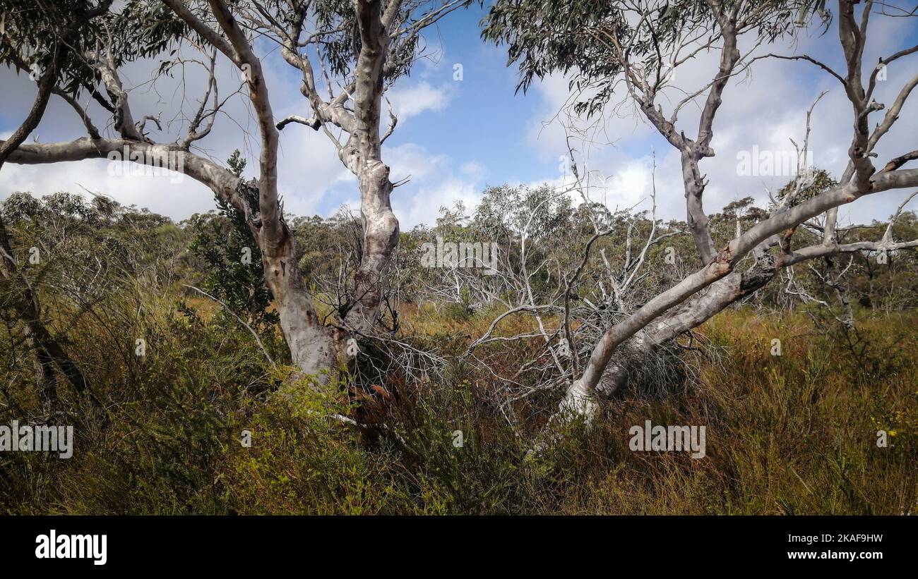 A view of Trees in Brisbane Water National Park on Central Coast in ...