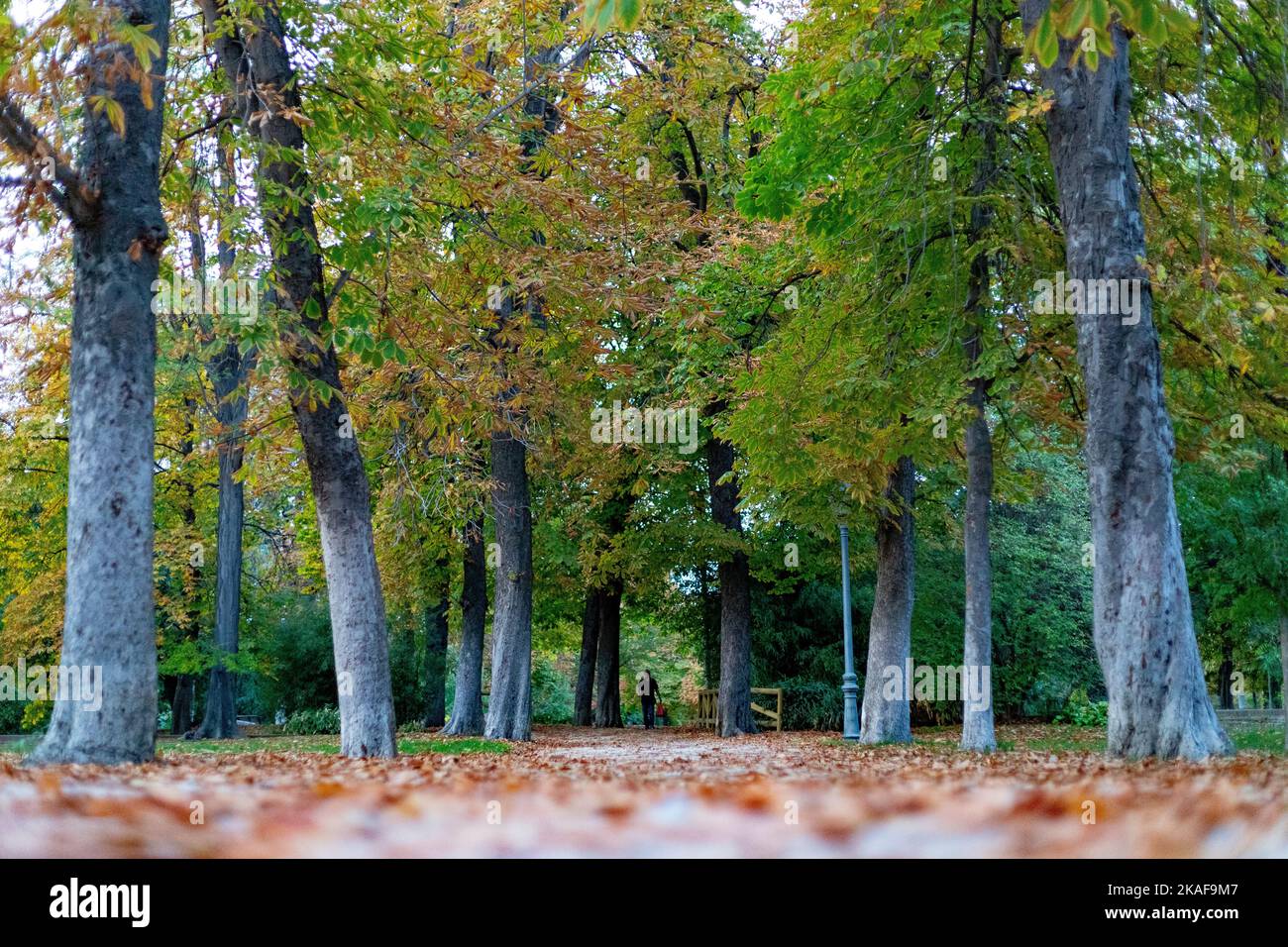 Fall. Autumn path in the Parque del Retiro in the city of Madrid with ...
