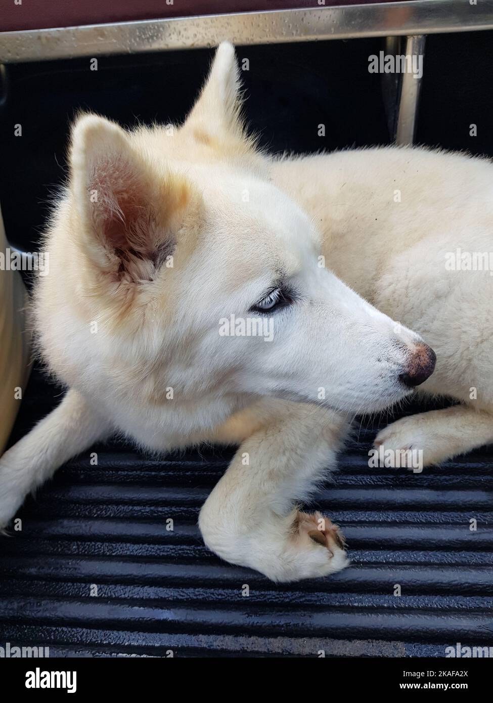 A vertical closeup shot of an adorable white Siberian husky lying on ...